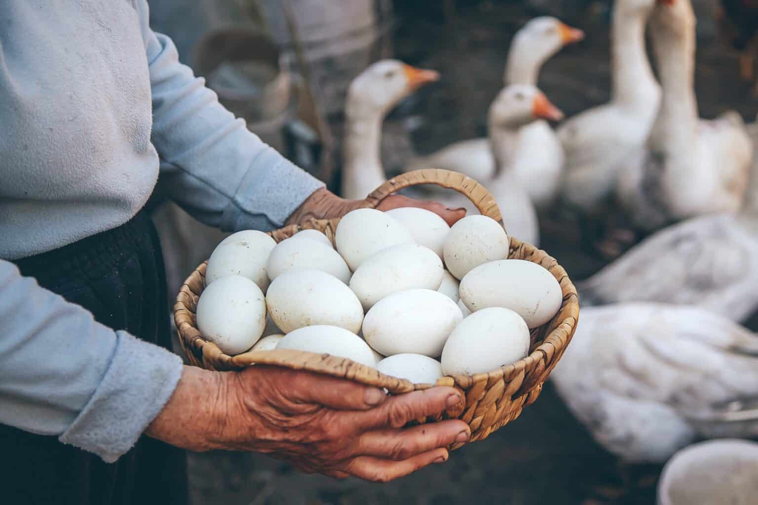 Goose Eggs: Everything You Need to Know! - Bird Helpful