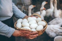 Goose Eggs: Everything You Need to Know! - Bird Helpful