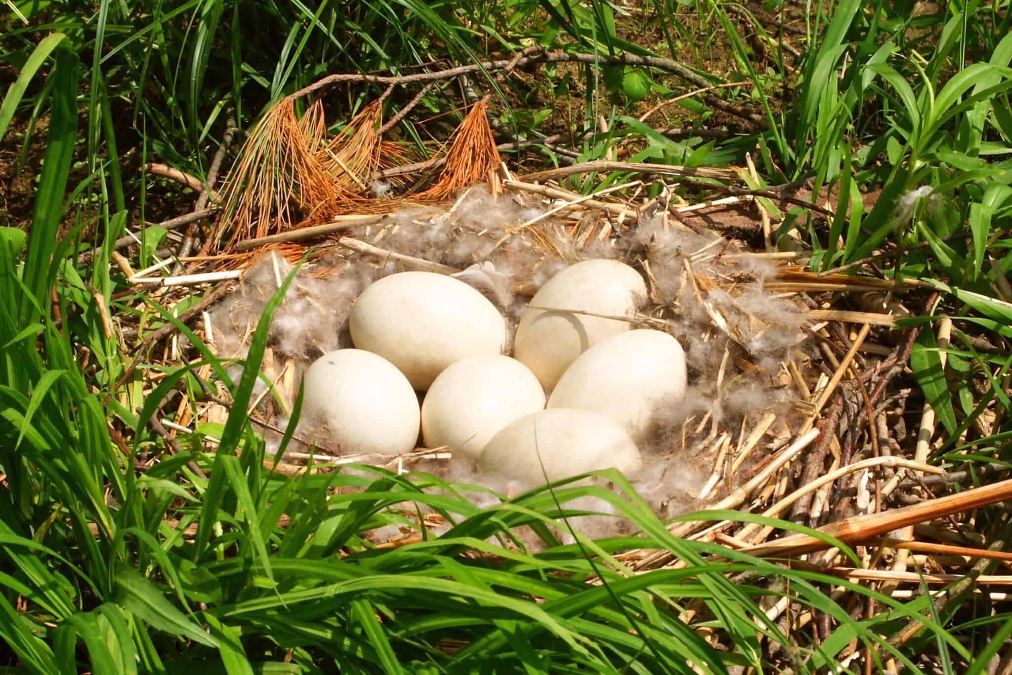 Goose Eggs: Everything You Need to Know! - Bird Helpful