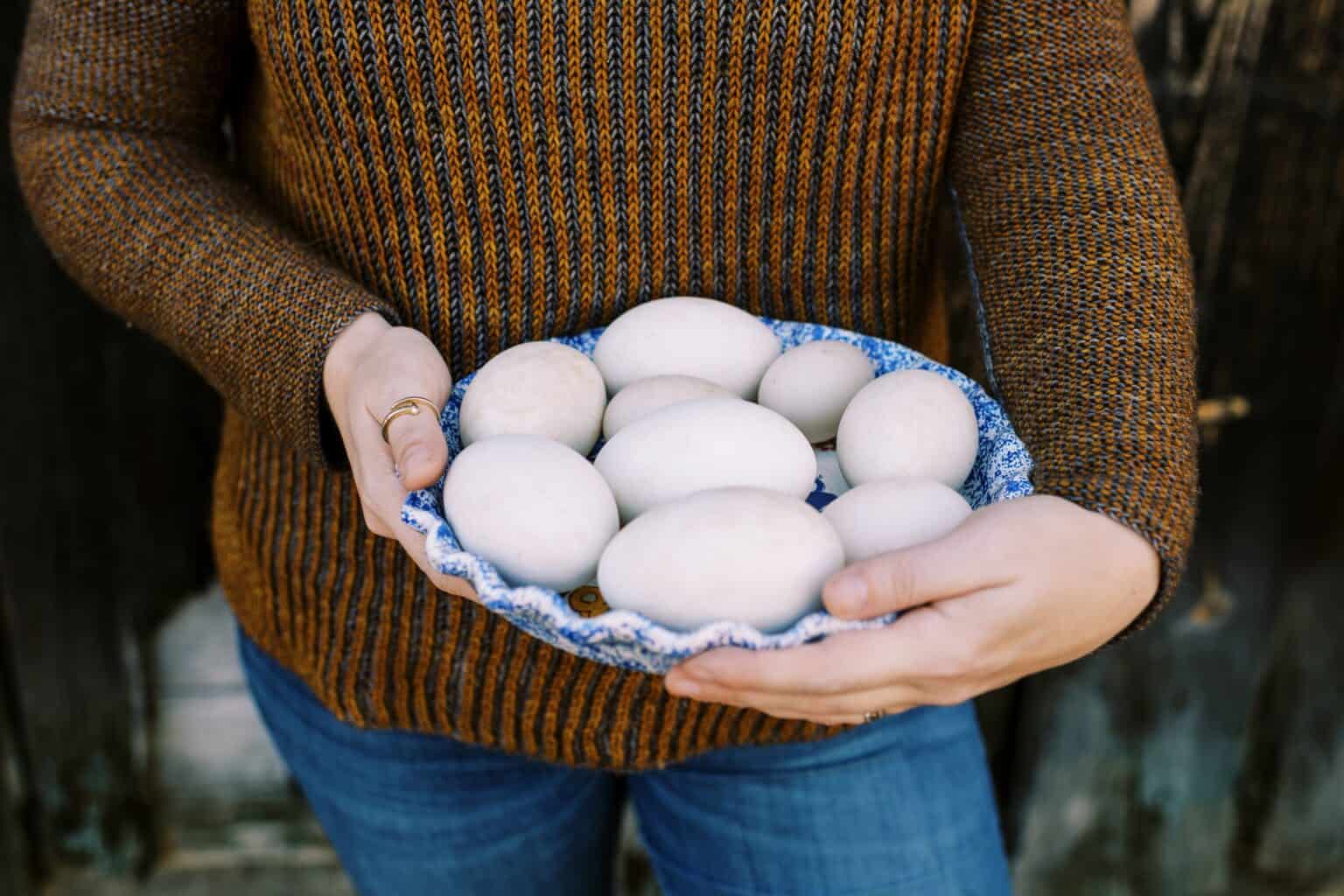 Goose Eggs: Everything You Need to Know! - Bird Helpful