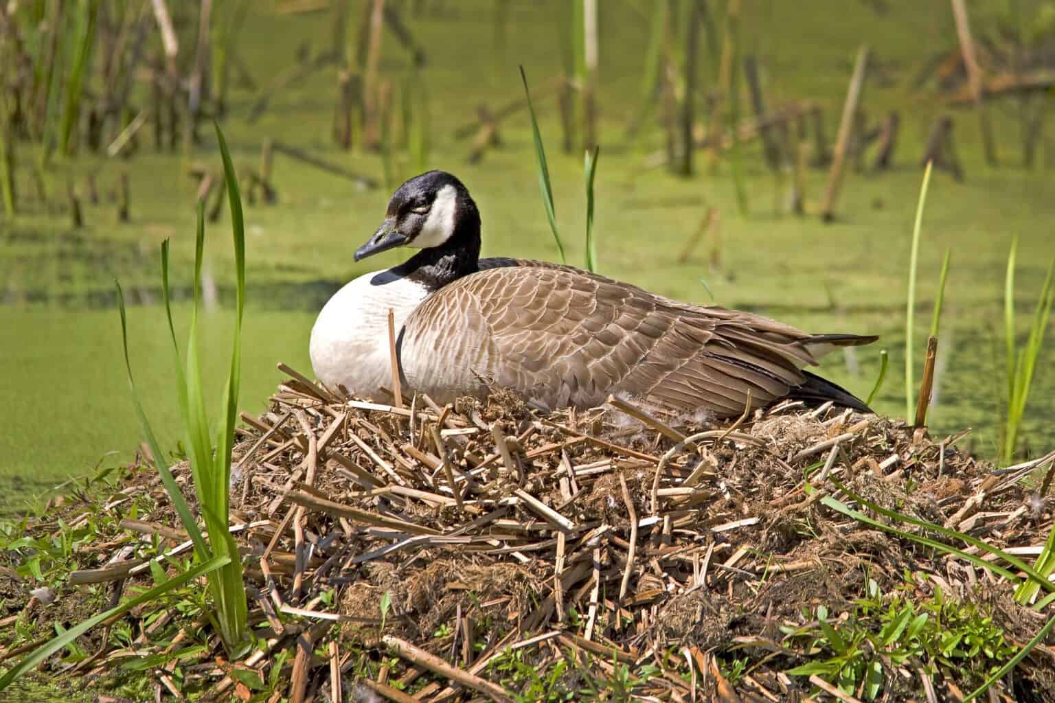 Goose Eggs: Everything You Need to Know! - Bird Helpful