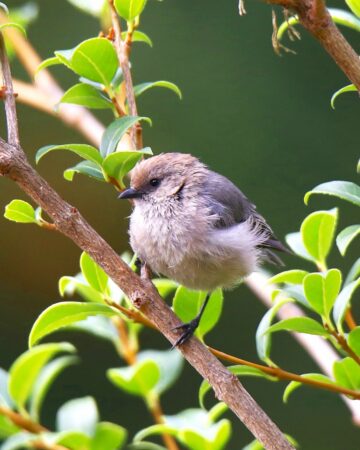 24 Types of Gray Birds (With Pictures & ID Guide)