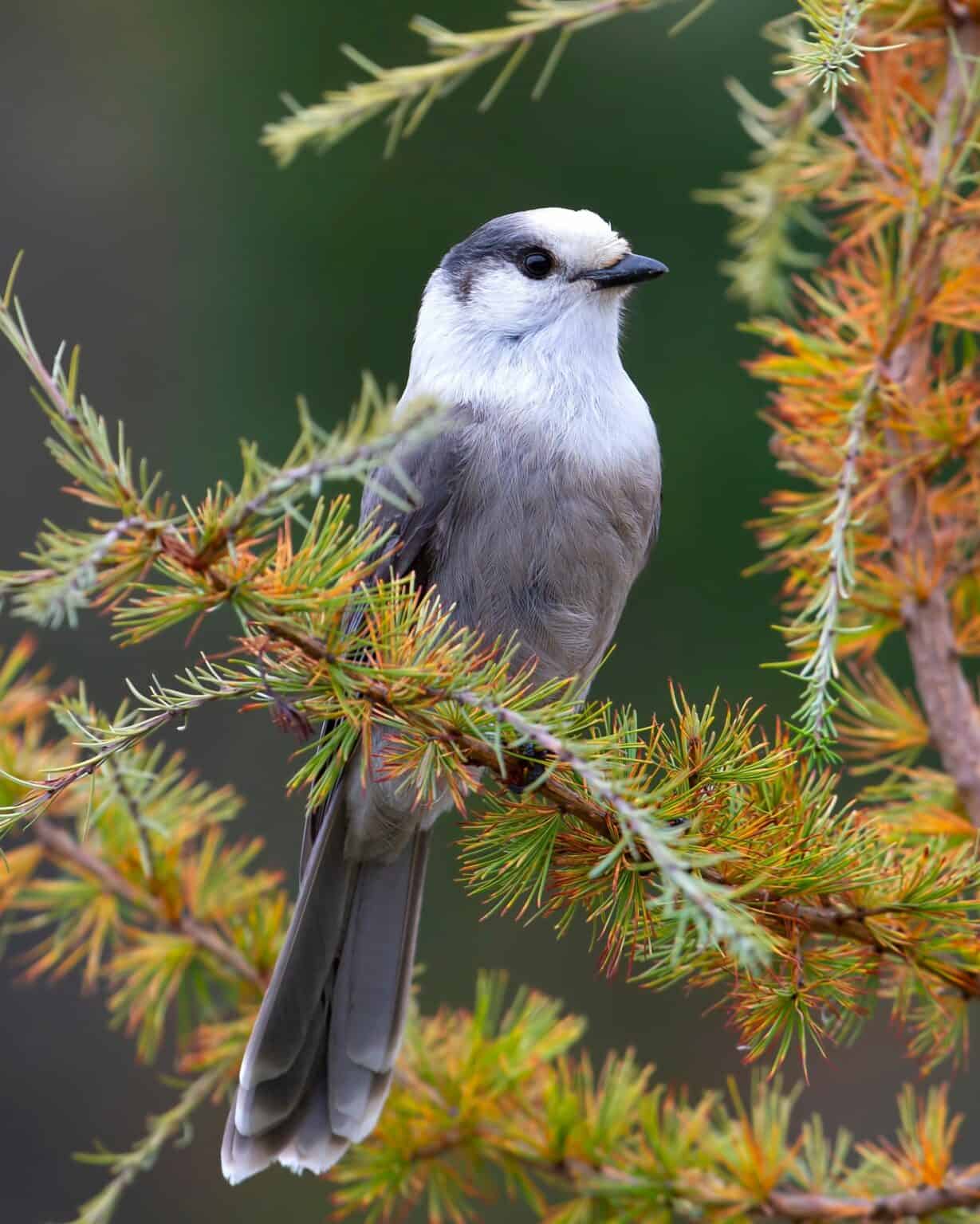 24 Types of Gray Birds (With Pictures & ID Guide)