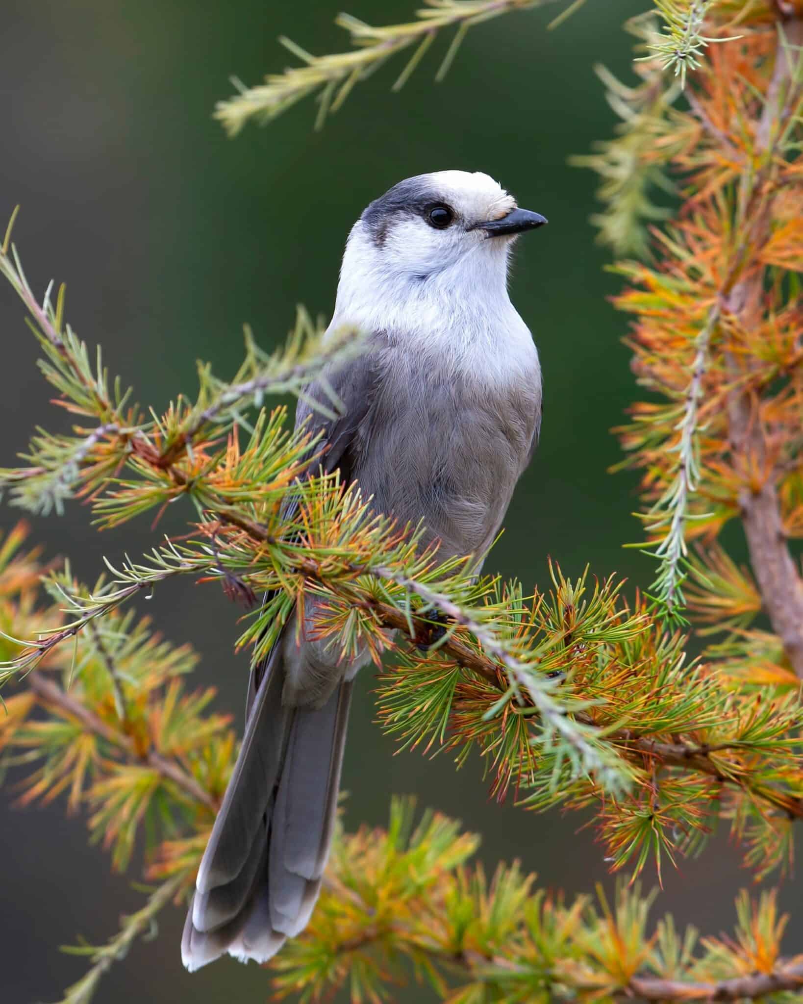 24 Types of Gray Birds (With Pictures & ID Guide)