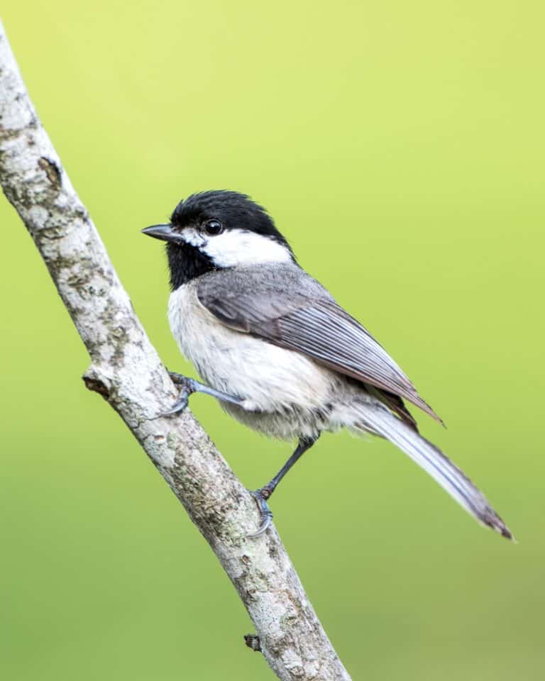 24 Types of Gray Birds (With Pictures & ID Guide)