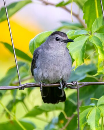 24 Types of Gray Birds (With Pictures & ID Guide)