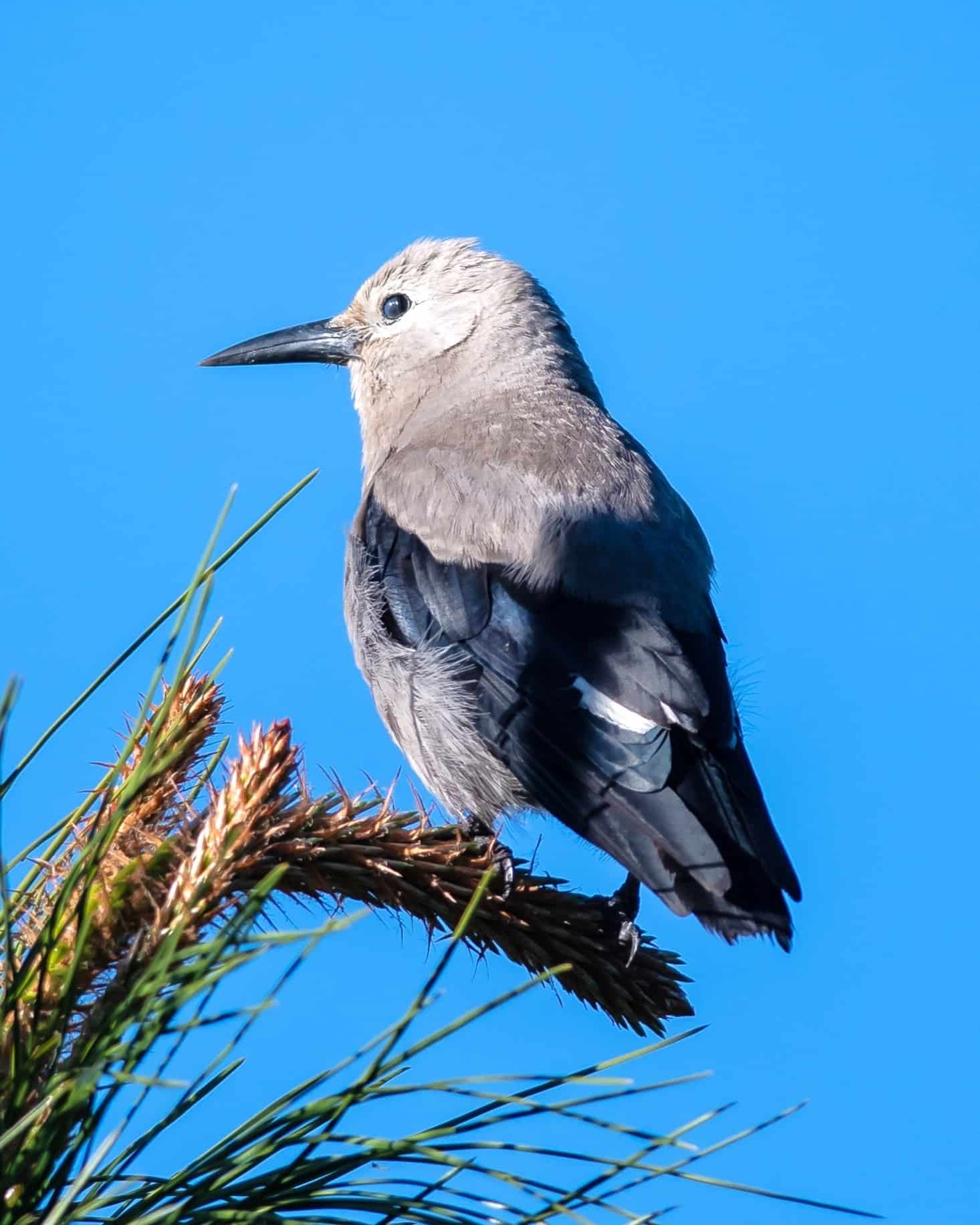 24 Types of Gray Birds (With Pictures & ID Guide)