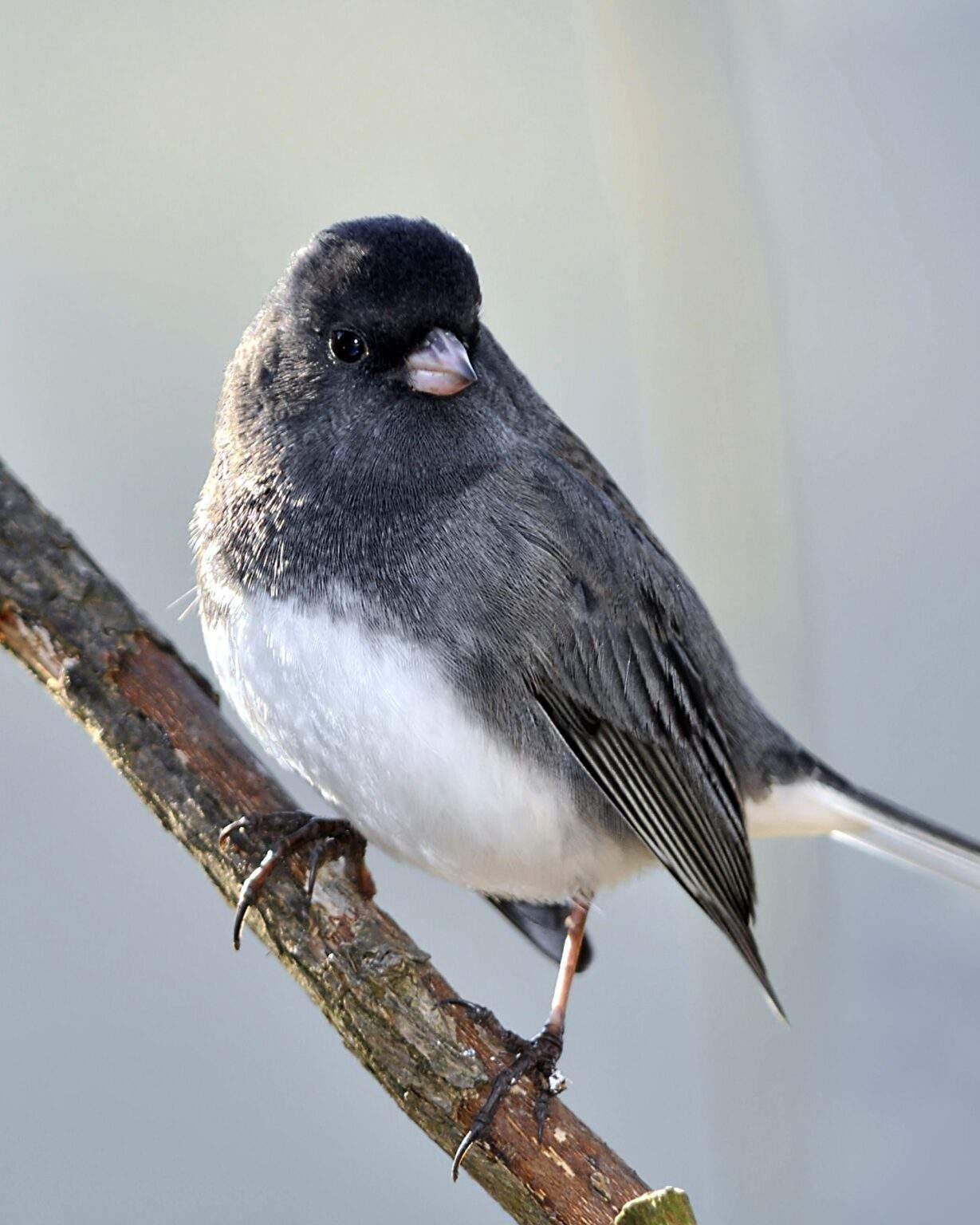 24 Types of Gray Birds (With Pictures & ID Guide)
