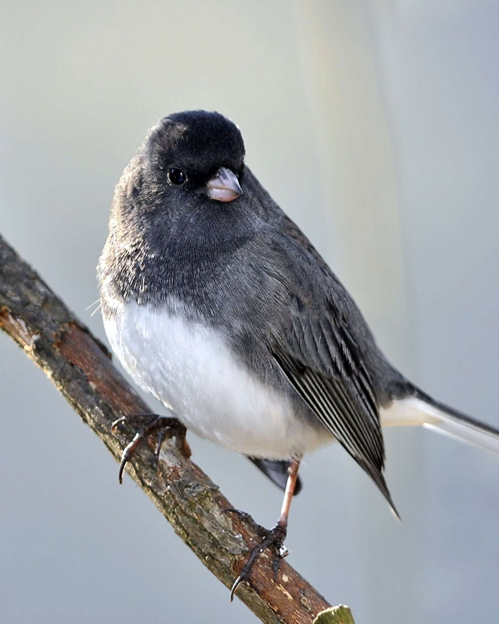 24 Types of Gray Birds (With Pictures & ID Guide)