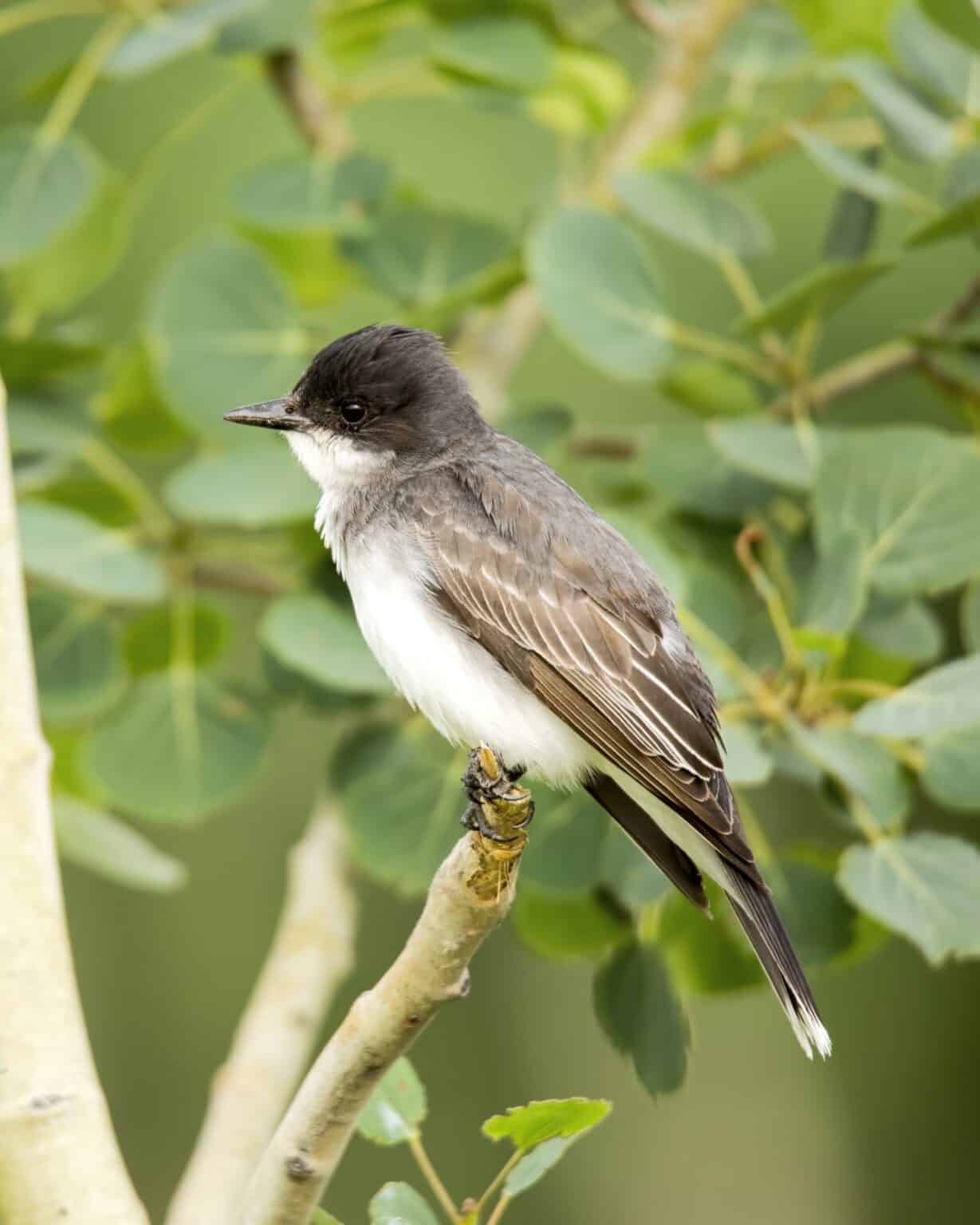 24 Types of Gray Birds (With Pictures & ID Guide)