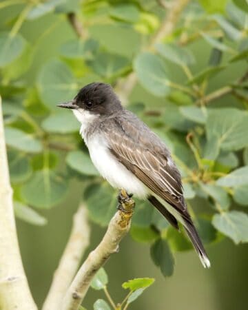 24 Types of Gray Birds (With Pictures & ID Guide)