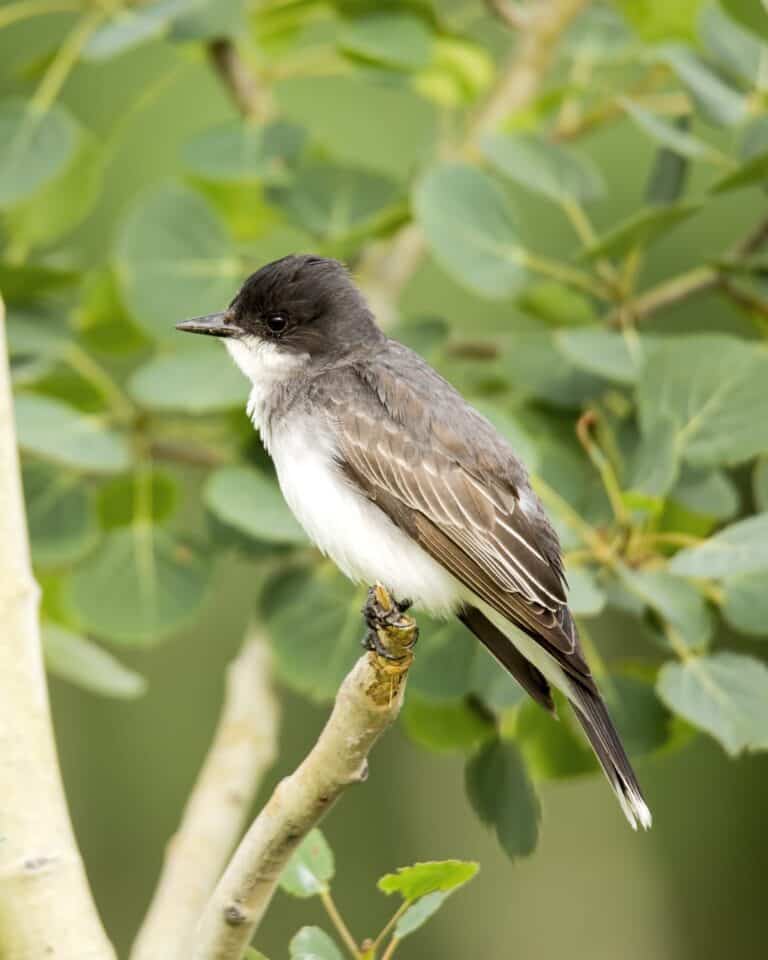 24 Types of Gray Birds (With Pictures & ID Guide)