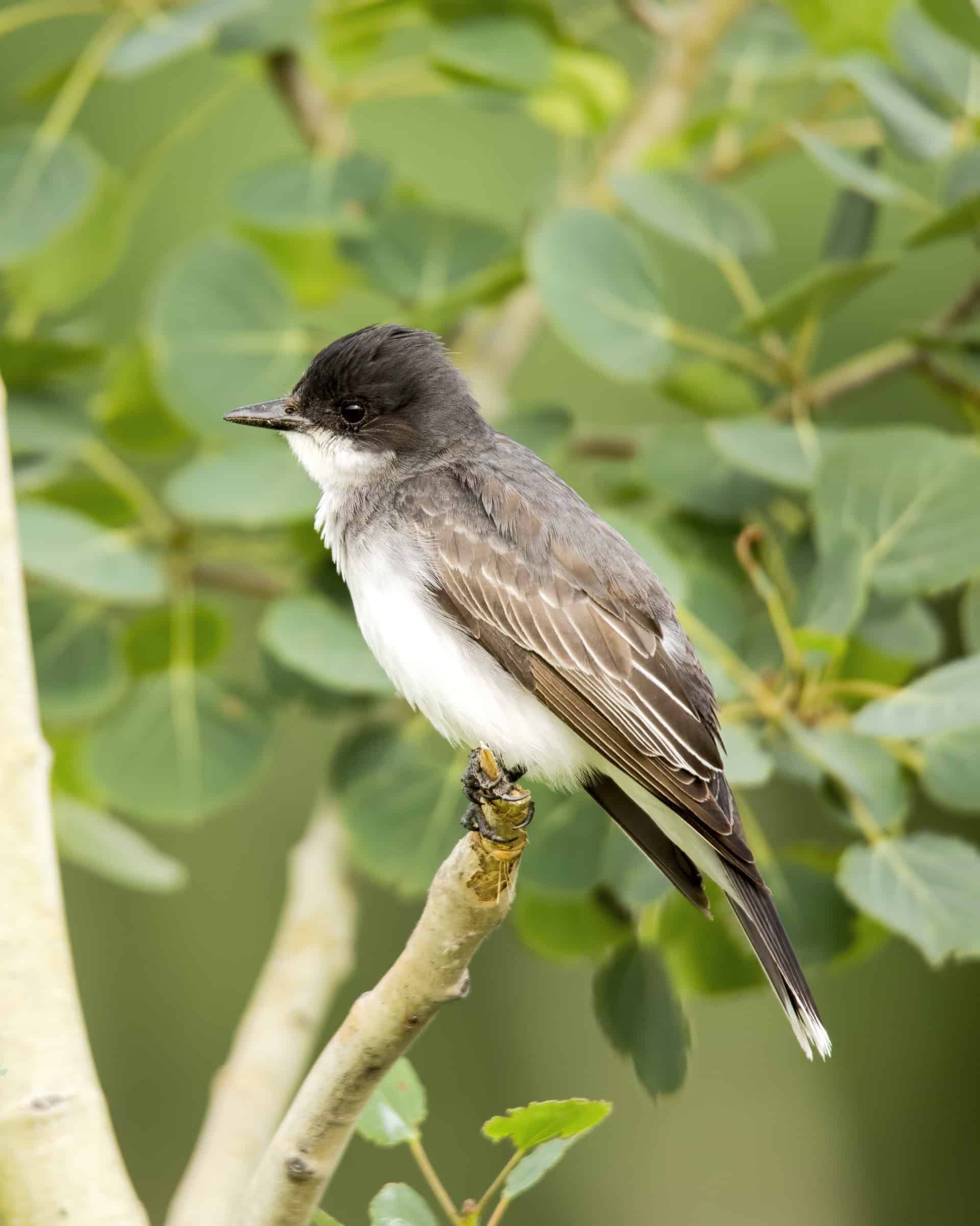 24 Types of Gray Birds (With Pictures & ID Guide)