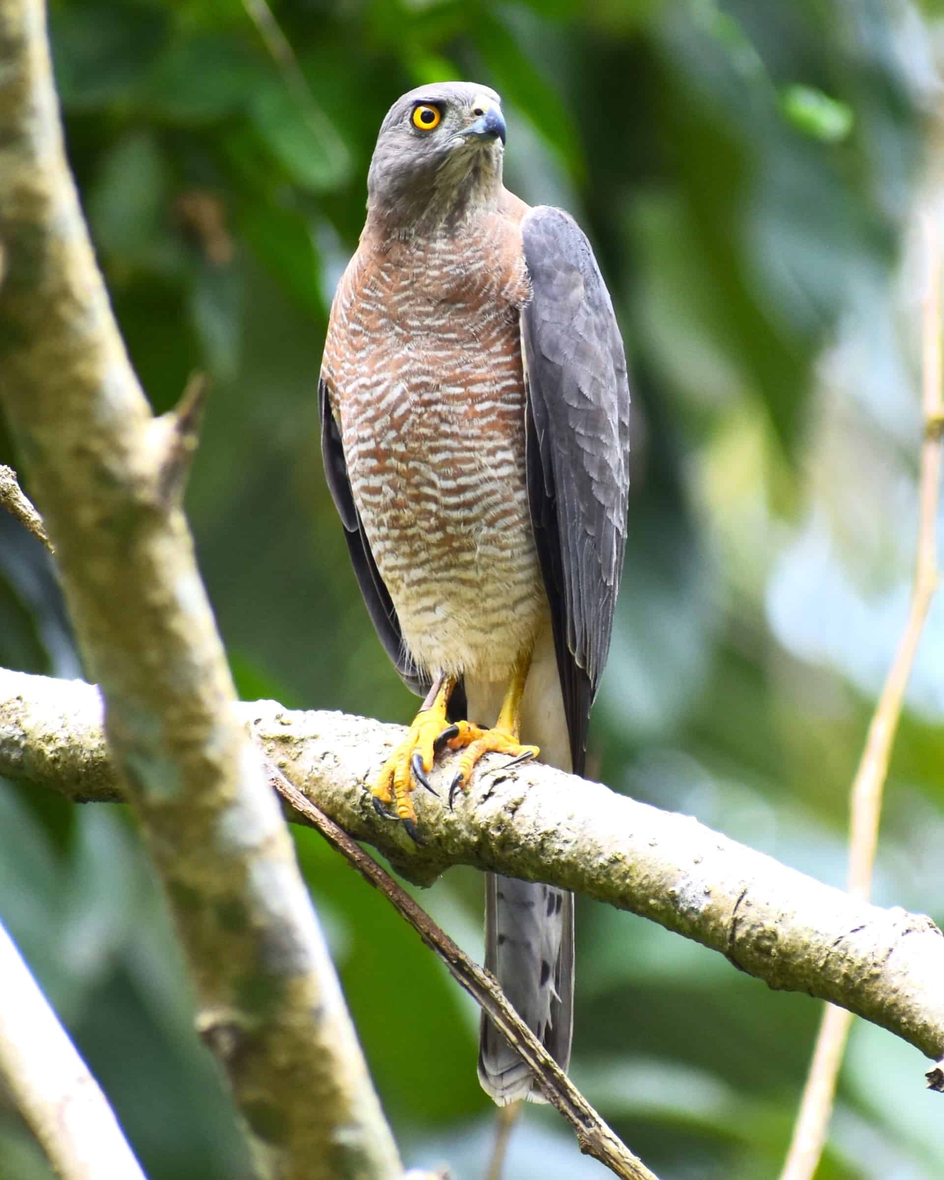 24 Types of Gray Birds (With Pictures & ID Guide)