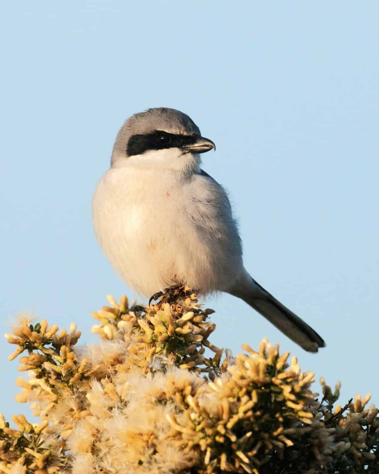24 Types of Gray Birds (With Pictures & ID Guide)