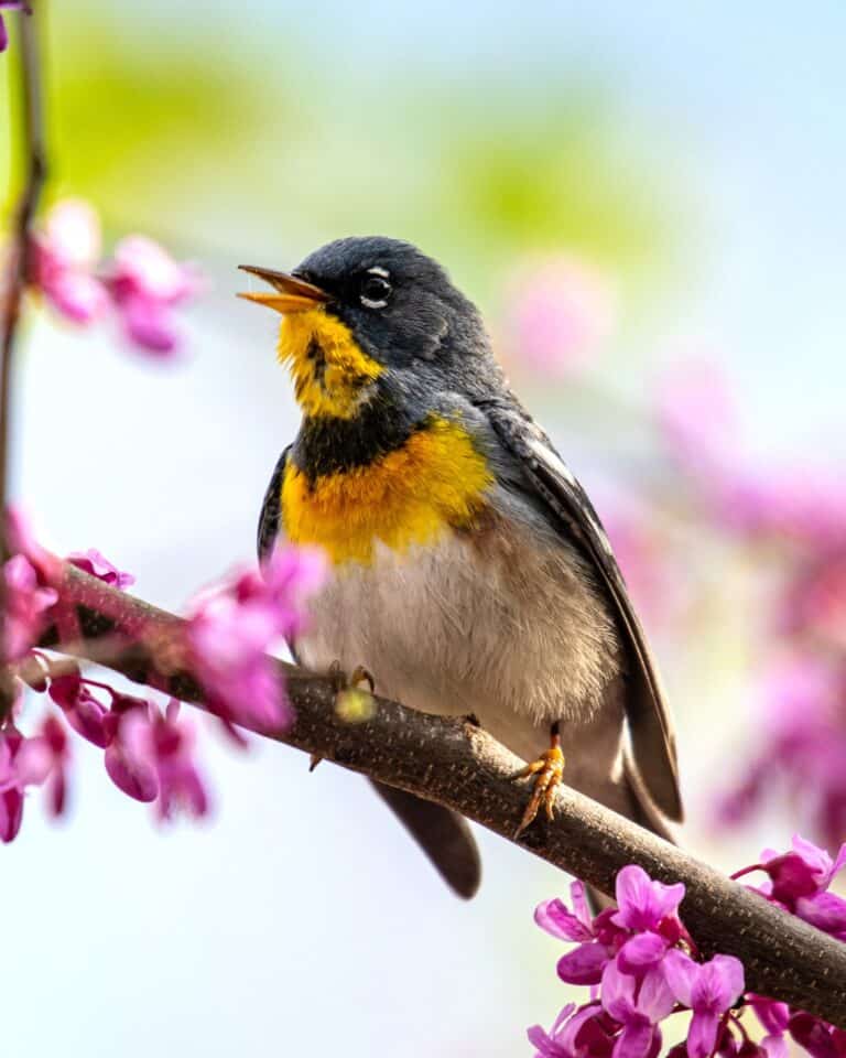 24 Types of Gray Birds (With Pictures & ID Guide)