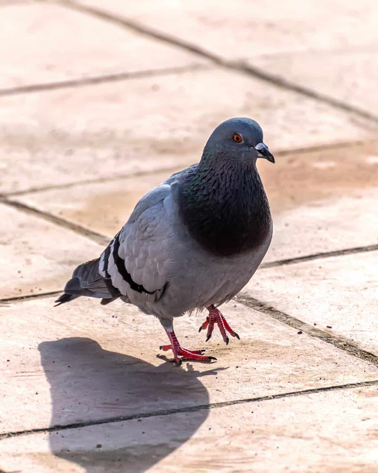 24 Types of Gray Birds (With Pictures & ID Guide)