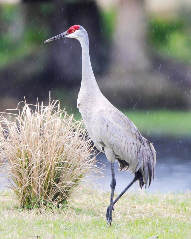 24 Types of Gray Birds (With Pictures & ID Guide)