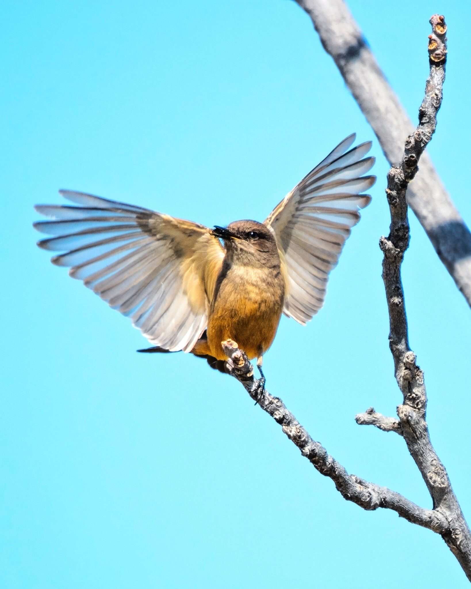 24 Types of Gray Birds (With Pictures & ID Guide)