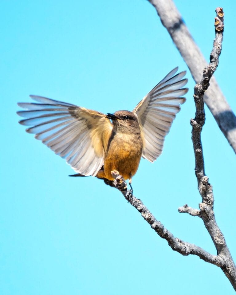 24 Types of Gray Birds (With Pictures & ID Guide)