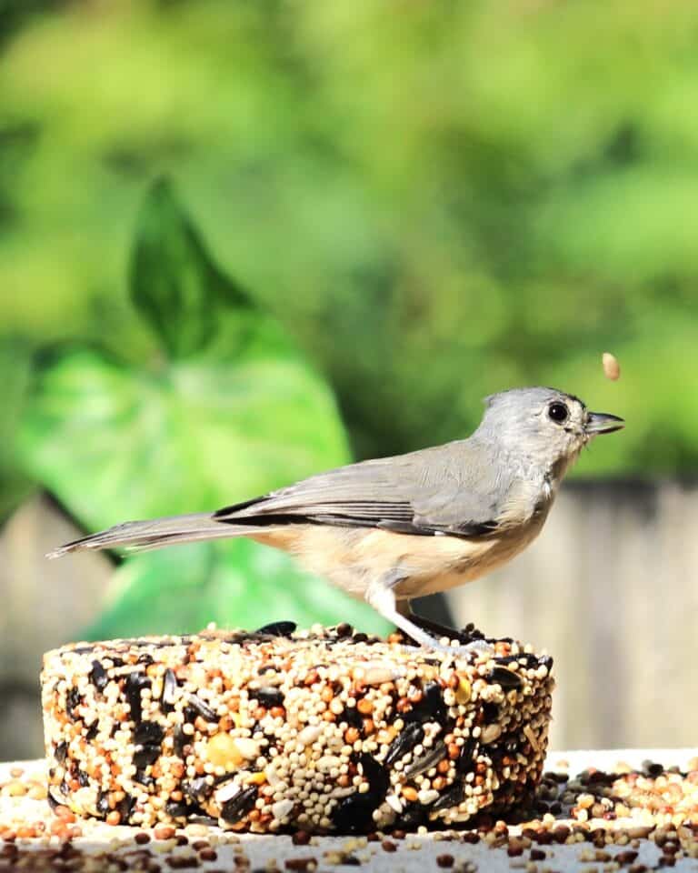 24 Types of Gray Birds (With Pictures & ID Guide)