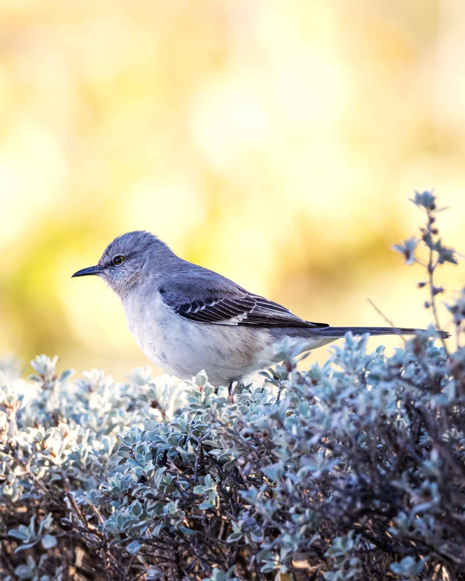 24 Types of Gray Birds (With Pictures & ID Guide)