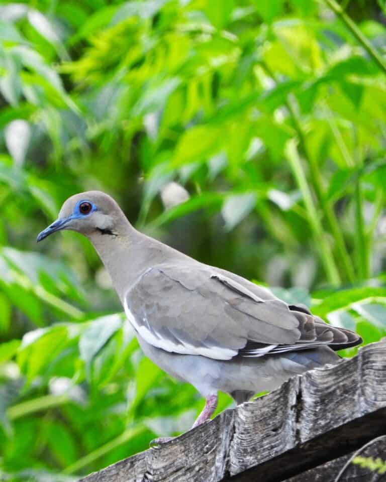 24 Types of Gray Birds (With Pictures & ID Guide)
