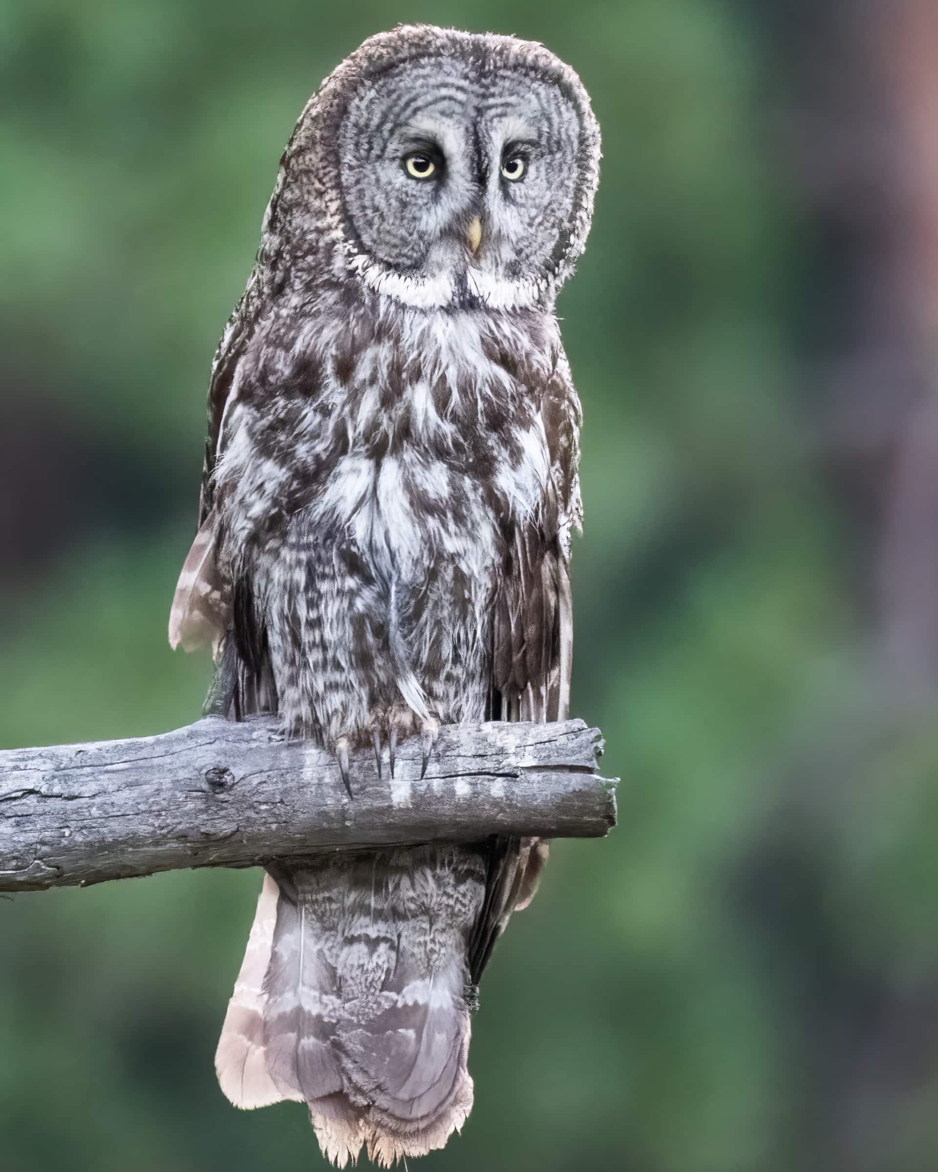 All Owl Colors Explained (+ List of 54 Colorful Owls)