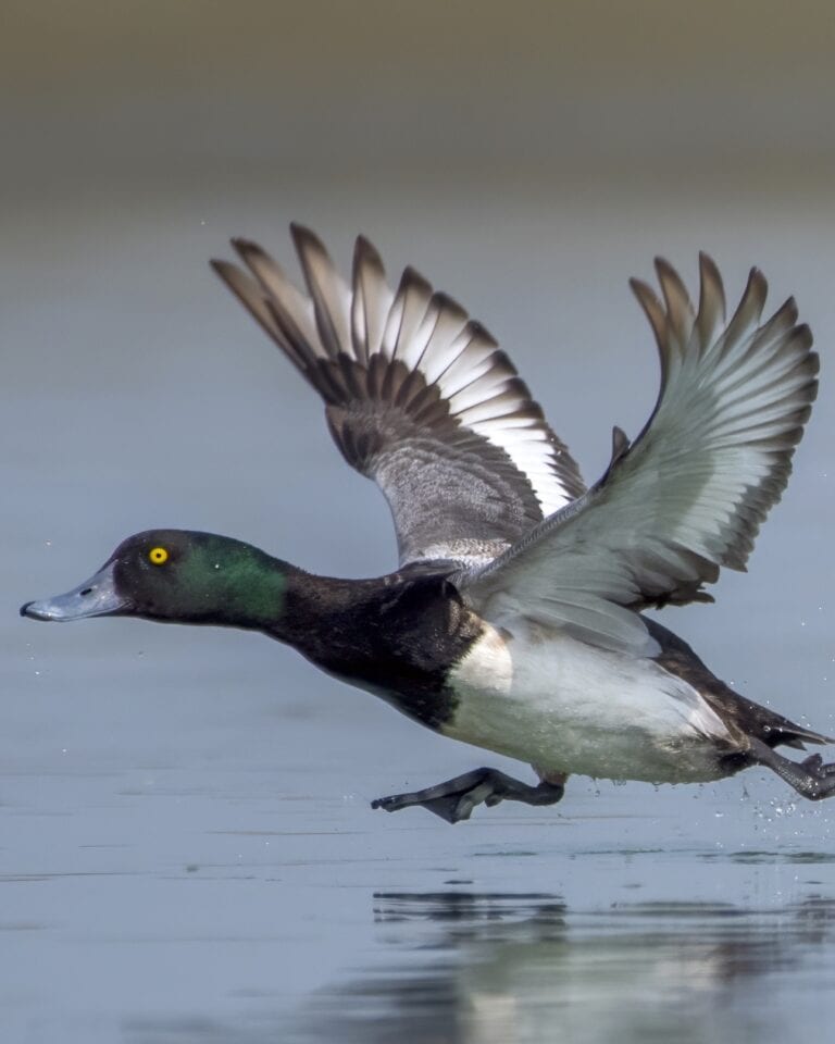 8 Ducks With Green Heads (With Pictures!)