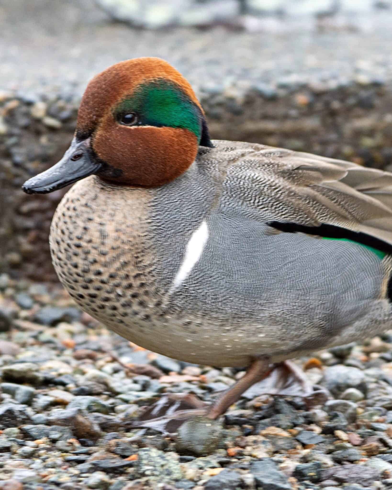 8 Ducks With Green Heads (With Pictures!)