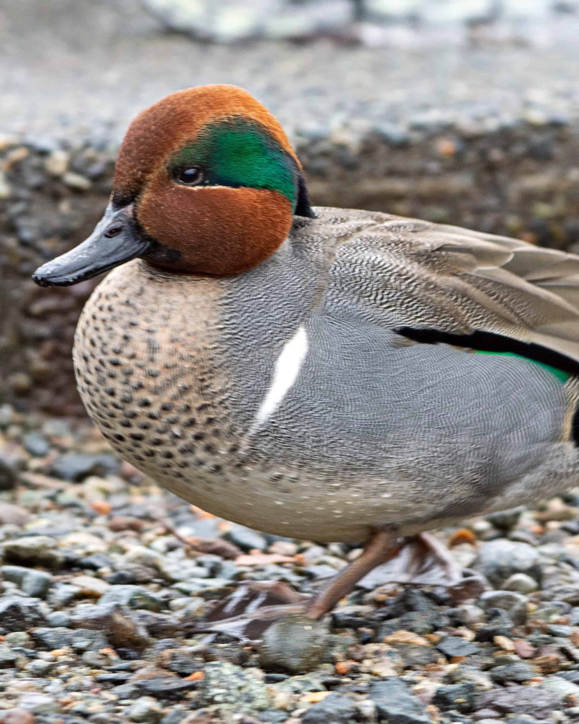 8 Ducks With Green Heads (With Pictures!)