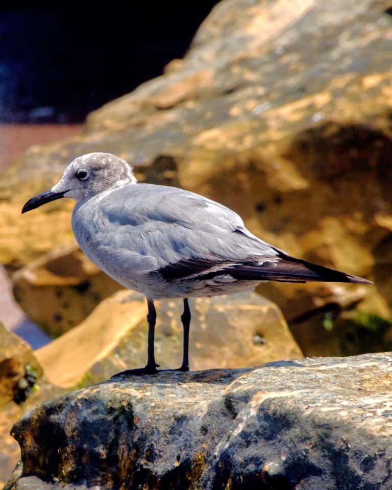 24 Types of Gray Birds (With Pictures & ID Guide)