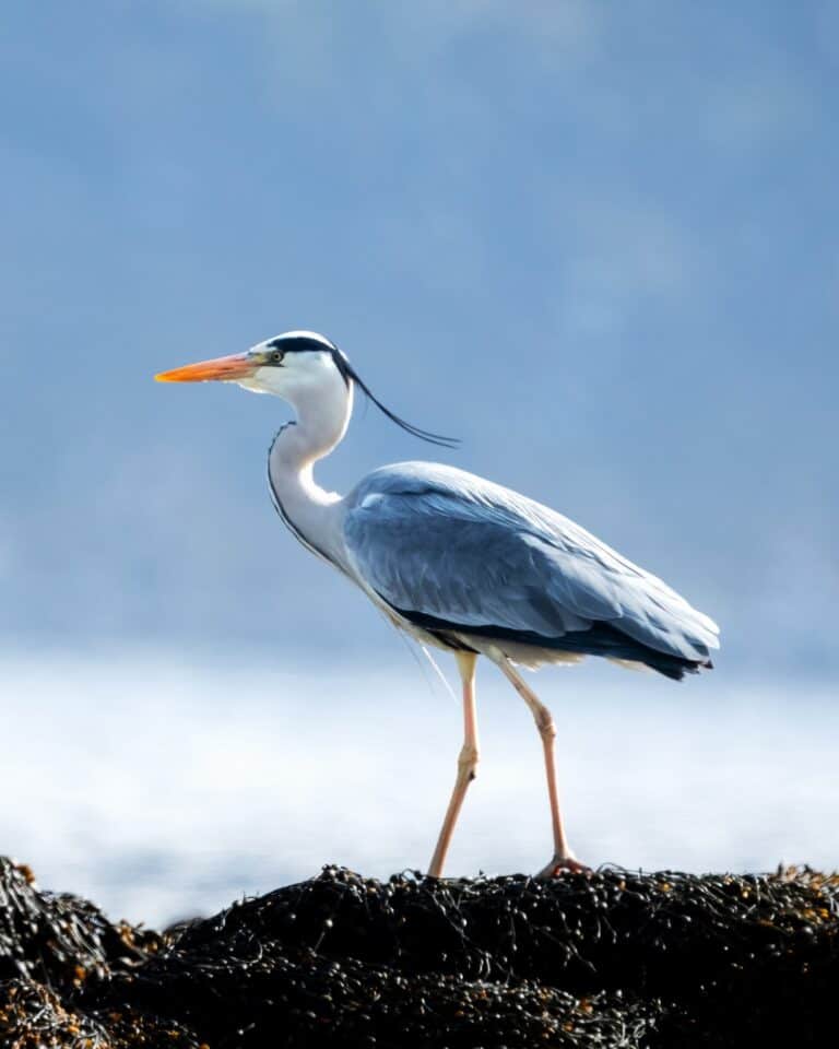24 Types of Gray Birds (With Pictures & ID Guide)