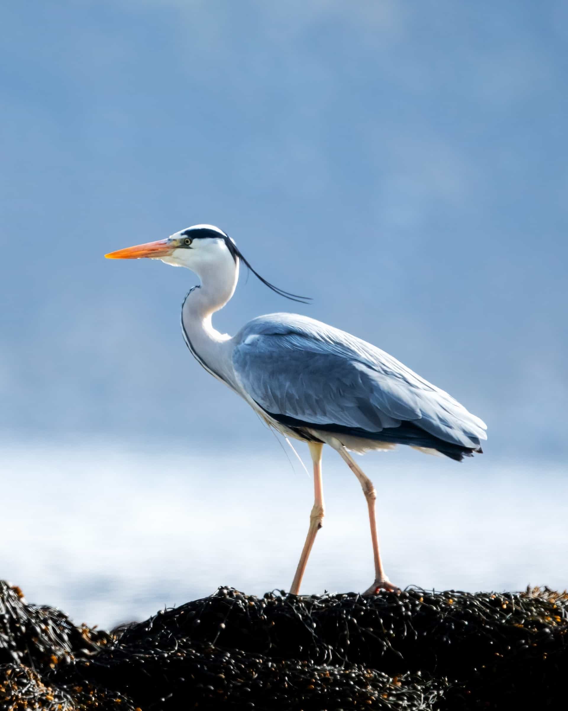 24 Types of Gray Birds (With Pictures & ID Guide)