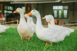 Call Duck: Breed Profile, Traits, Pictures & More