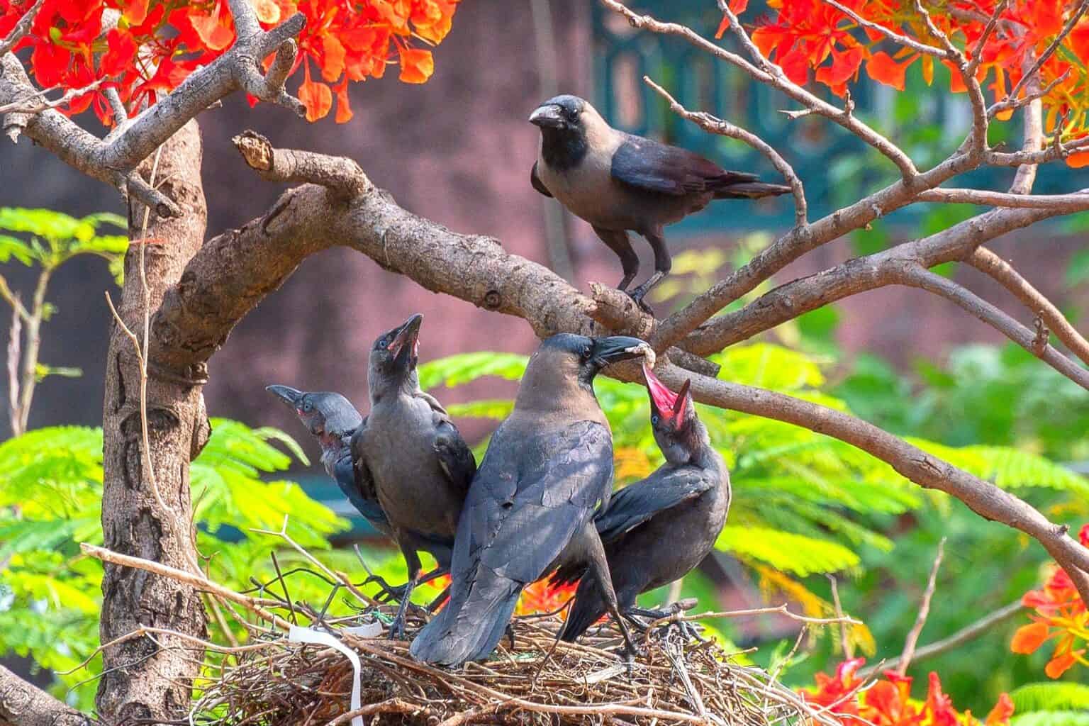 Crows and Ravens as Pets: Do They Make Good Pets?