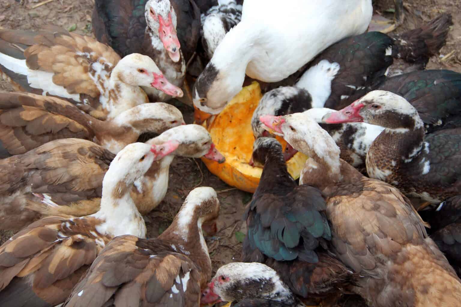 What Do Geese Eat? – What's Their Favourite Food & FAQs