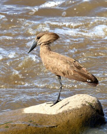 15 Birds That Build Mud Nests - Bird Helpful
