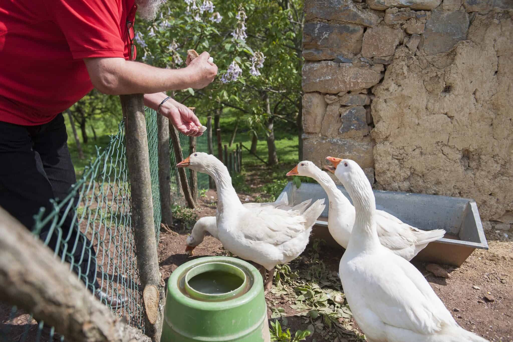 What Do Geese Eat? – What's Their Favourite Food & FAQs