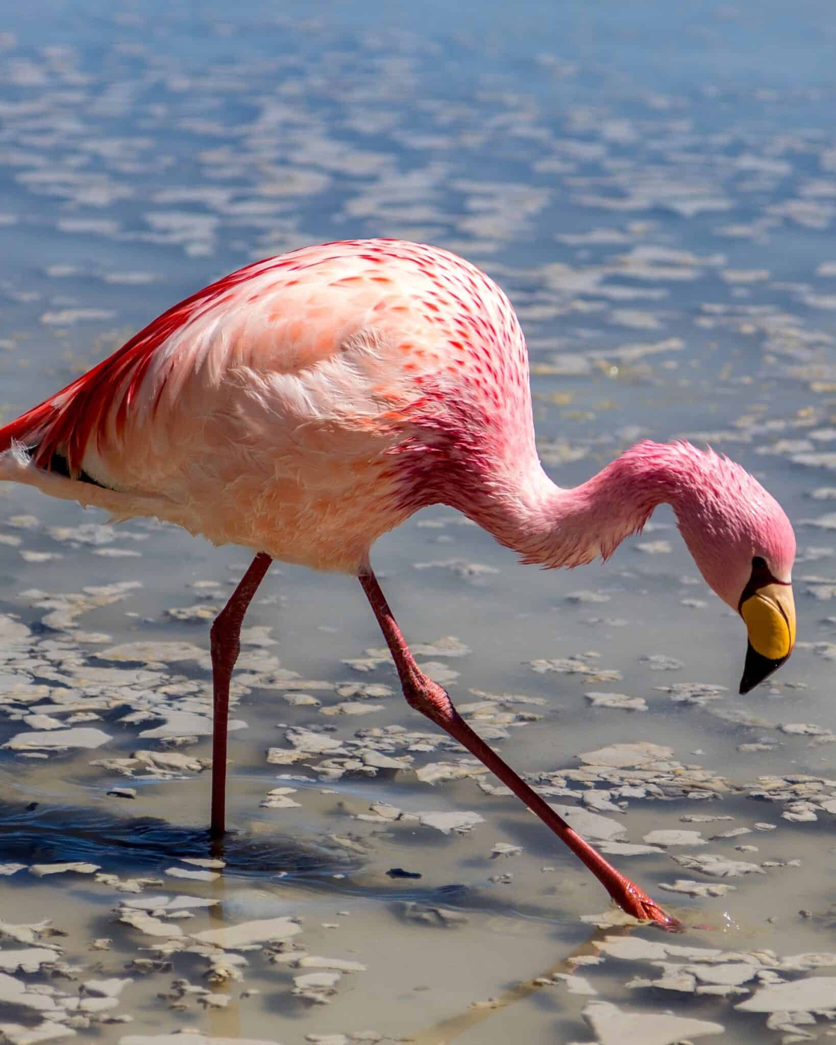 18 Beautiful Pink Birds (With Pictures) - Bird Helpful