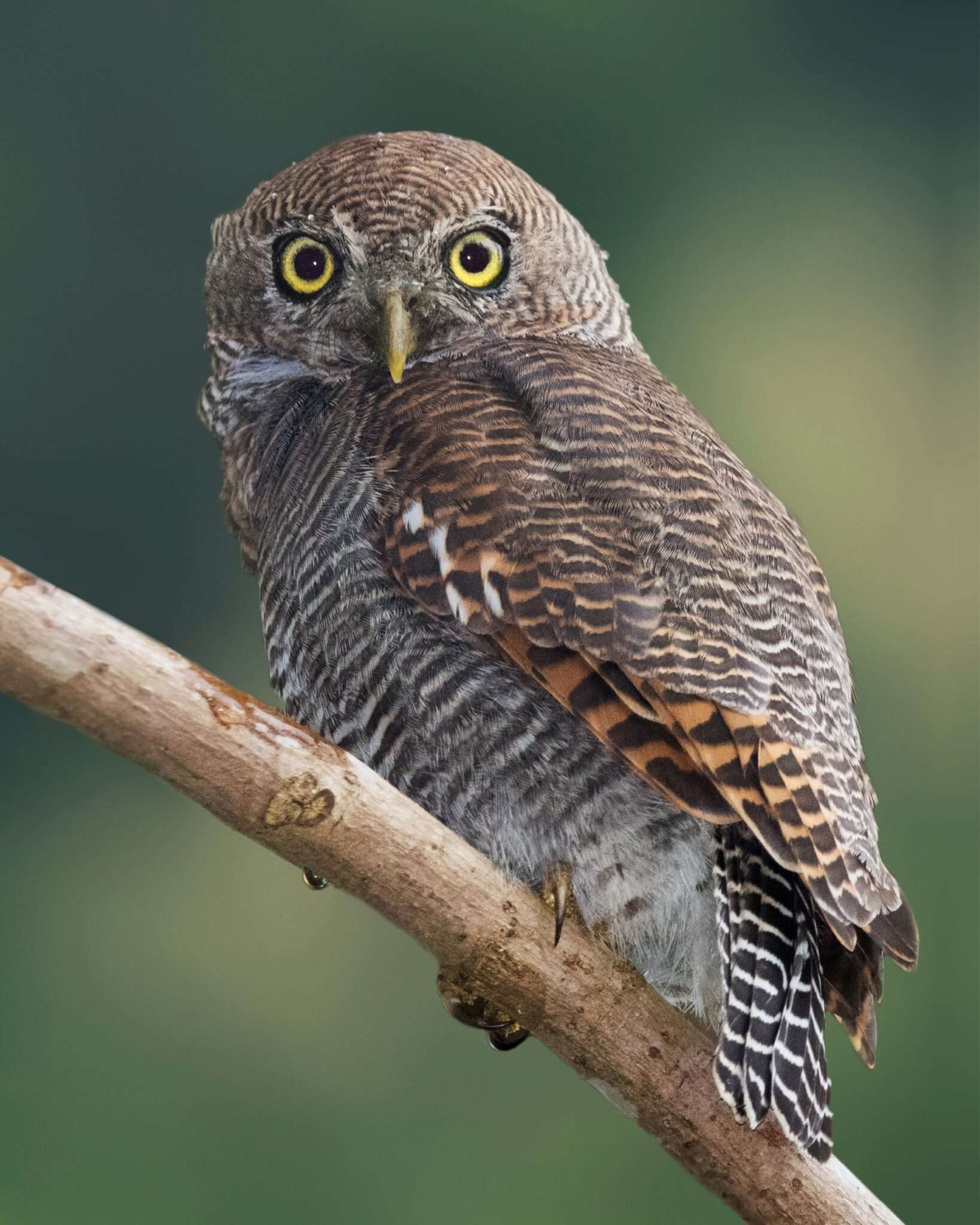 All Owl Colors Explained (+ List of 54 Colorful Owls)