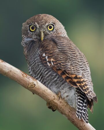 All Owl Colors Explained (+ List of 54 Colorful Owls)