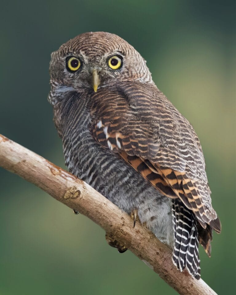 All Owl Colors Explained (+ List of 54 Colorful Owls)