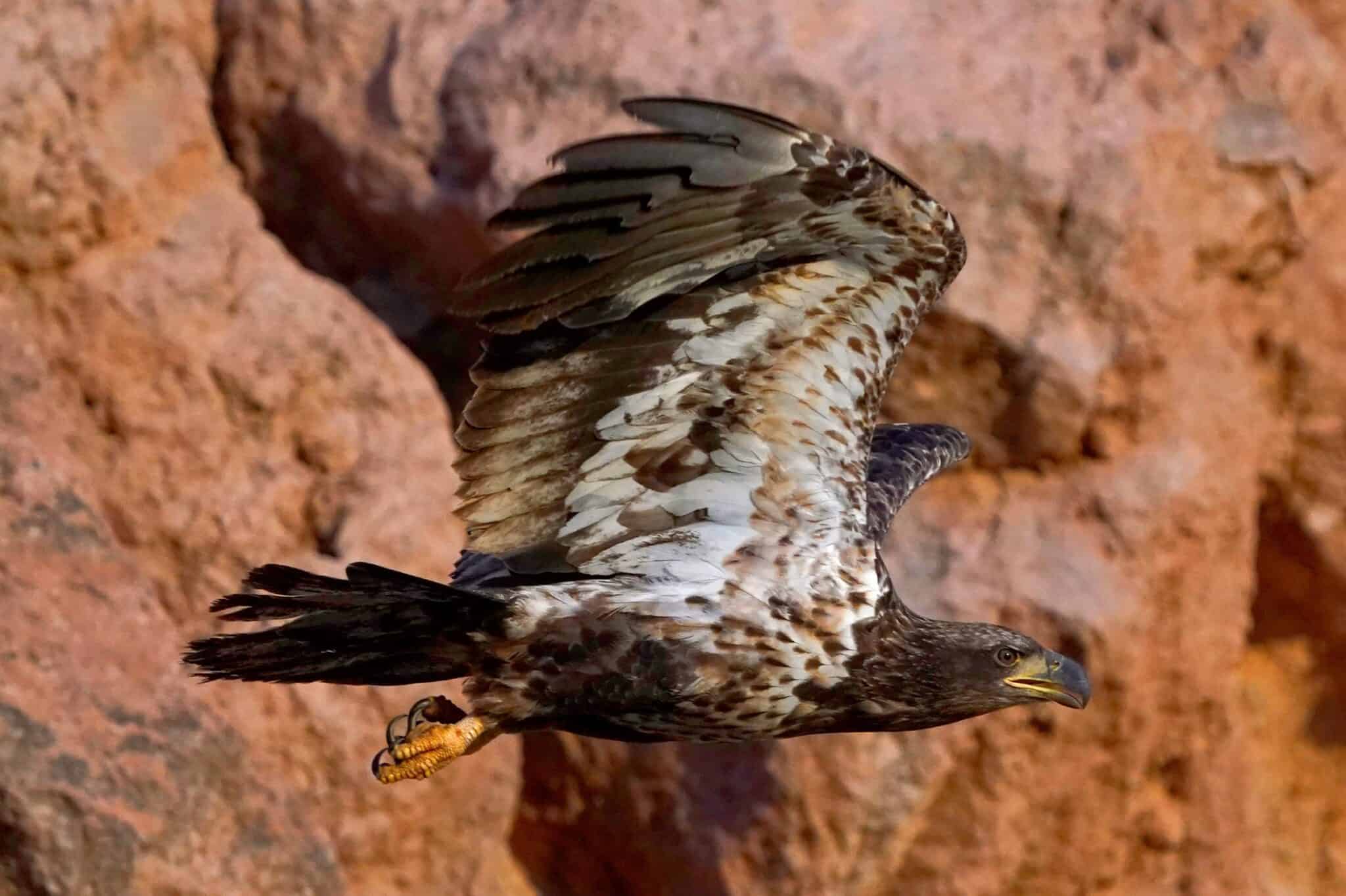 Juvenile Bald Eagles: Everything You Need to Know!