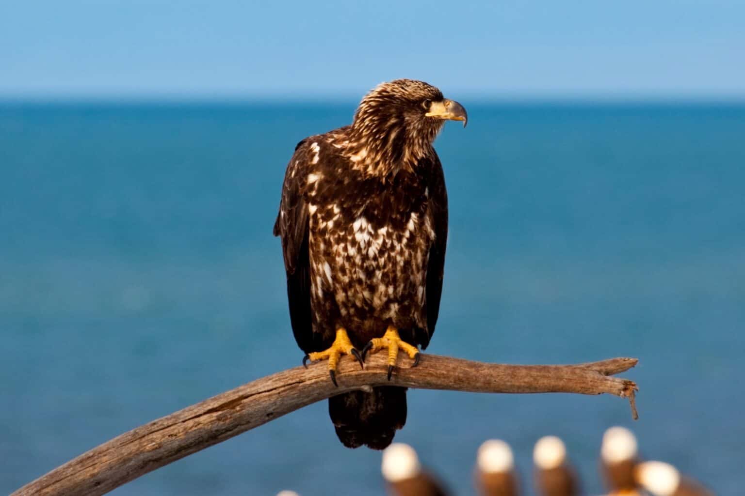 Juvenile Bald Eagles: Everything You Need to Know!