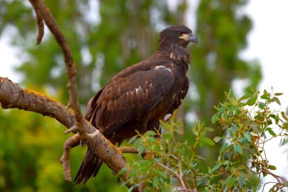 All Owl Colors Explained (+ List of 54 Colorful Owls)