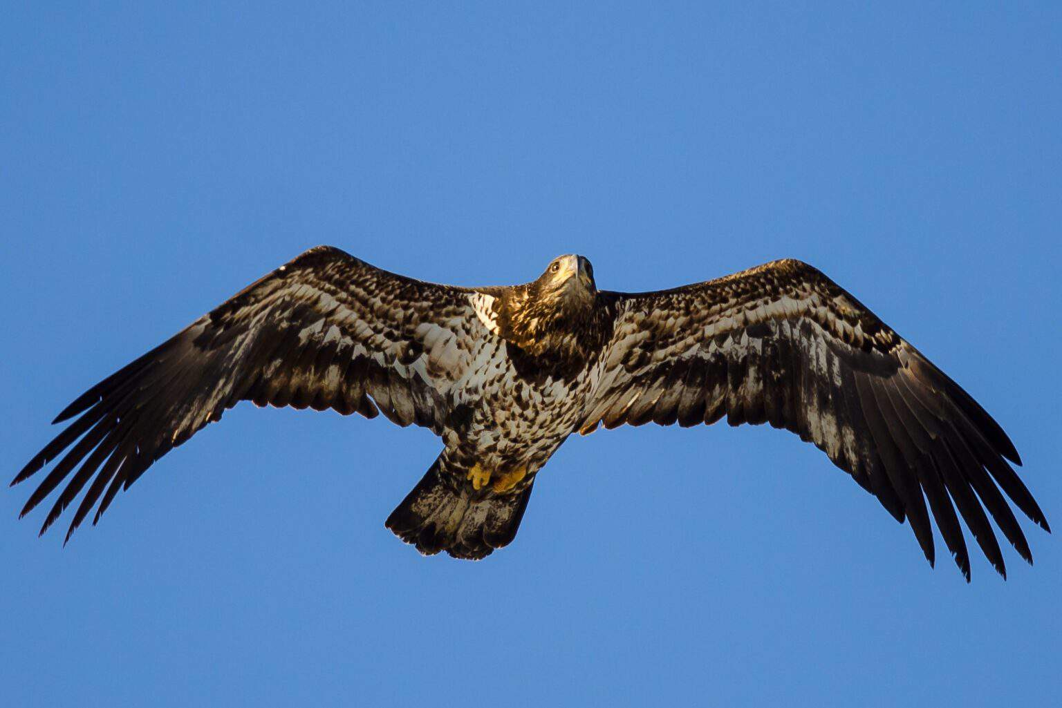 Juvenile Bald Eagles: Everything You Need to Know!