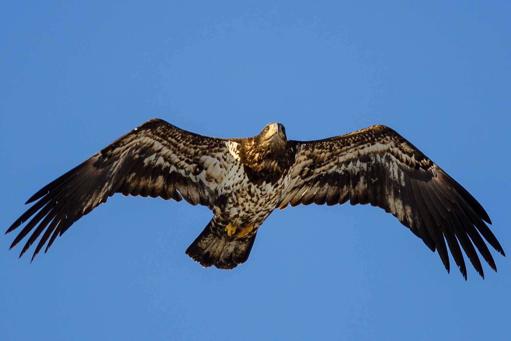 Juvenile Bald Eagles: Everything You Need to Know!