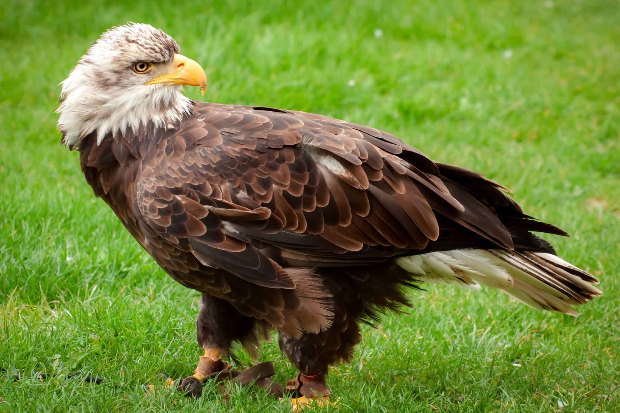 Juvenile Bald Eagles: Everything You Need to Know!