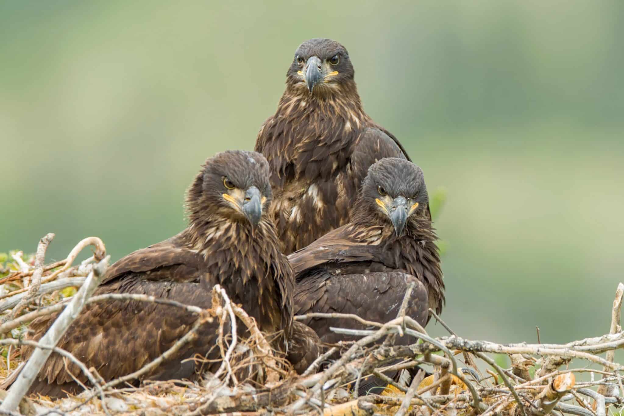 Juvenile Bald Eagles: Everything You Need to Know!